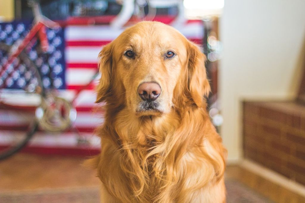 Understanding Dog Scooting: Causes and Solutions – Pet Health Pros