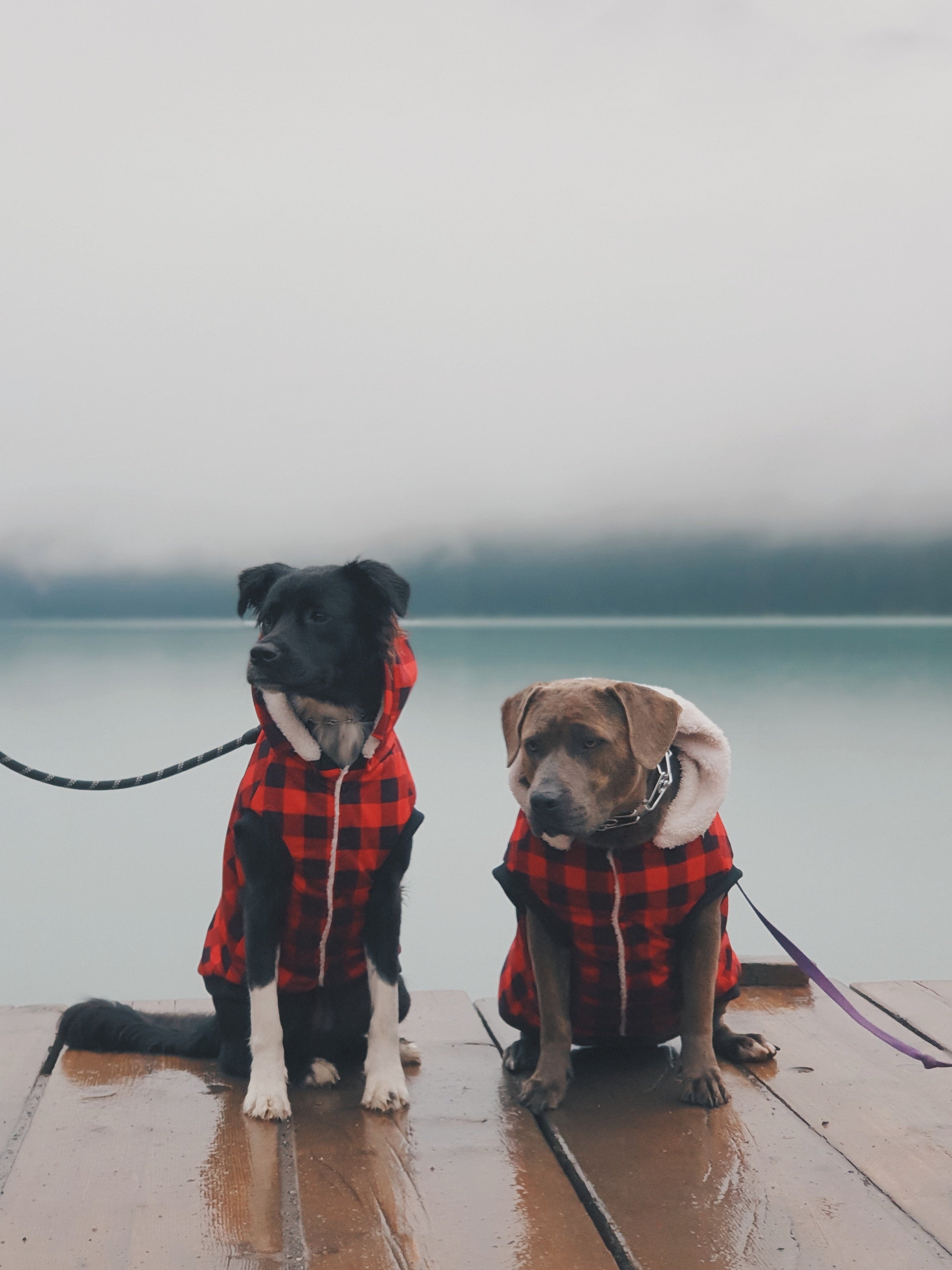 5 Common Misconceptions About How Often Dogs Need Vet Visits – Pet ...