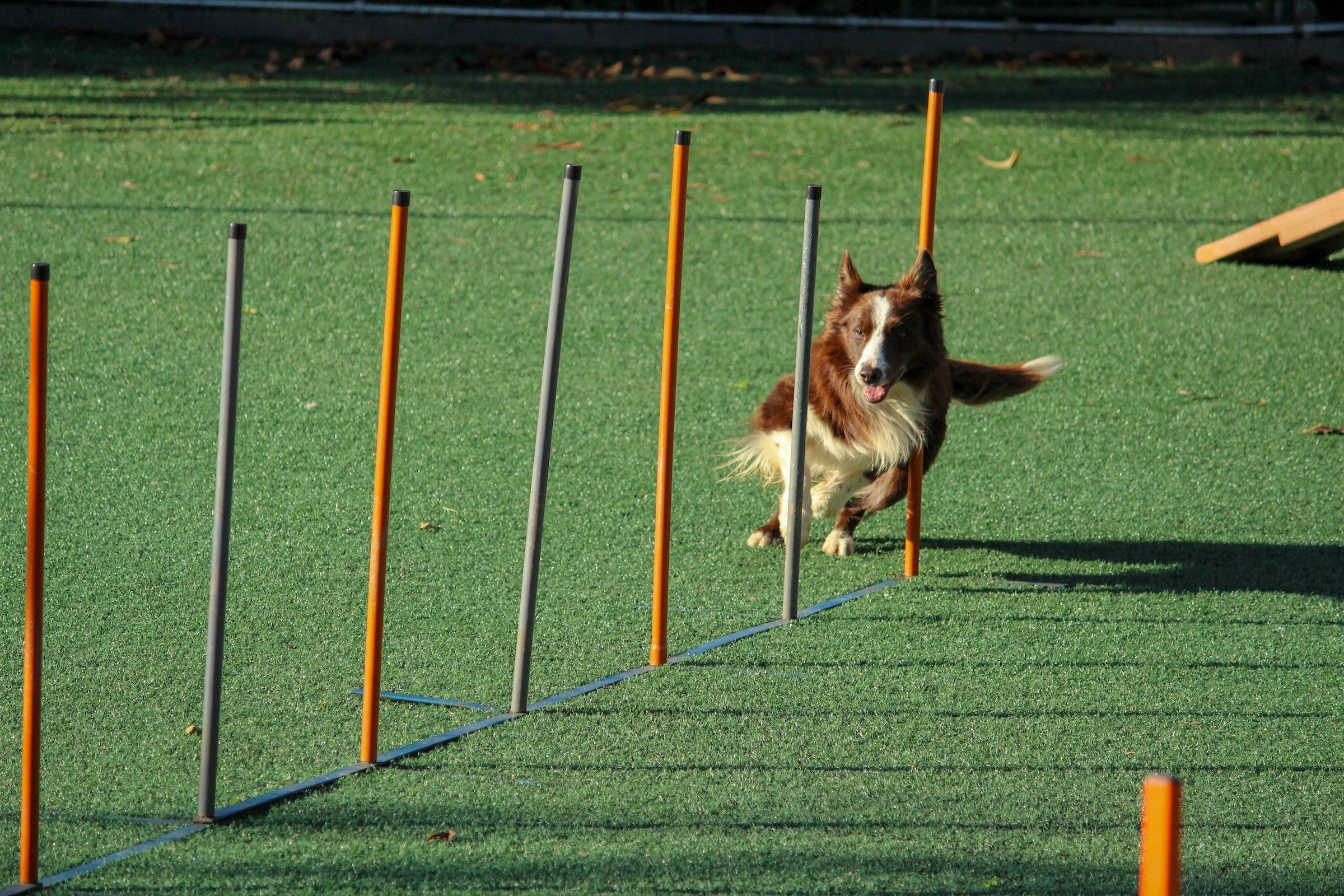 The Role Of Regular Exercise In Preventing Common Dog Health Issues The Role Of Regular Exercise In Preventing Common Dog Health Issues