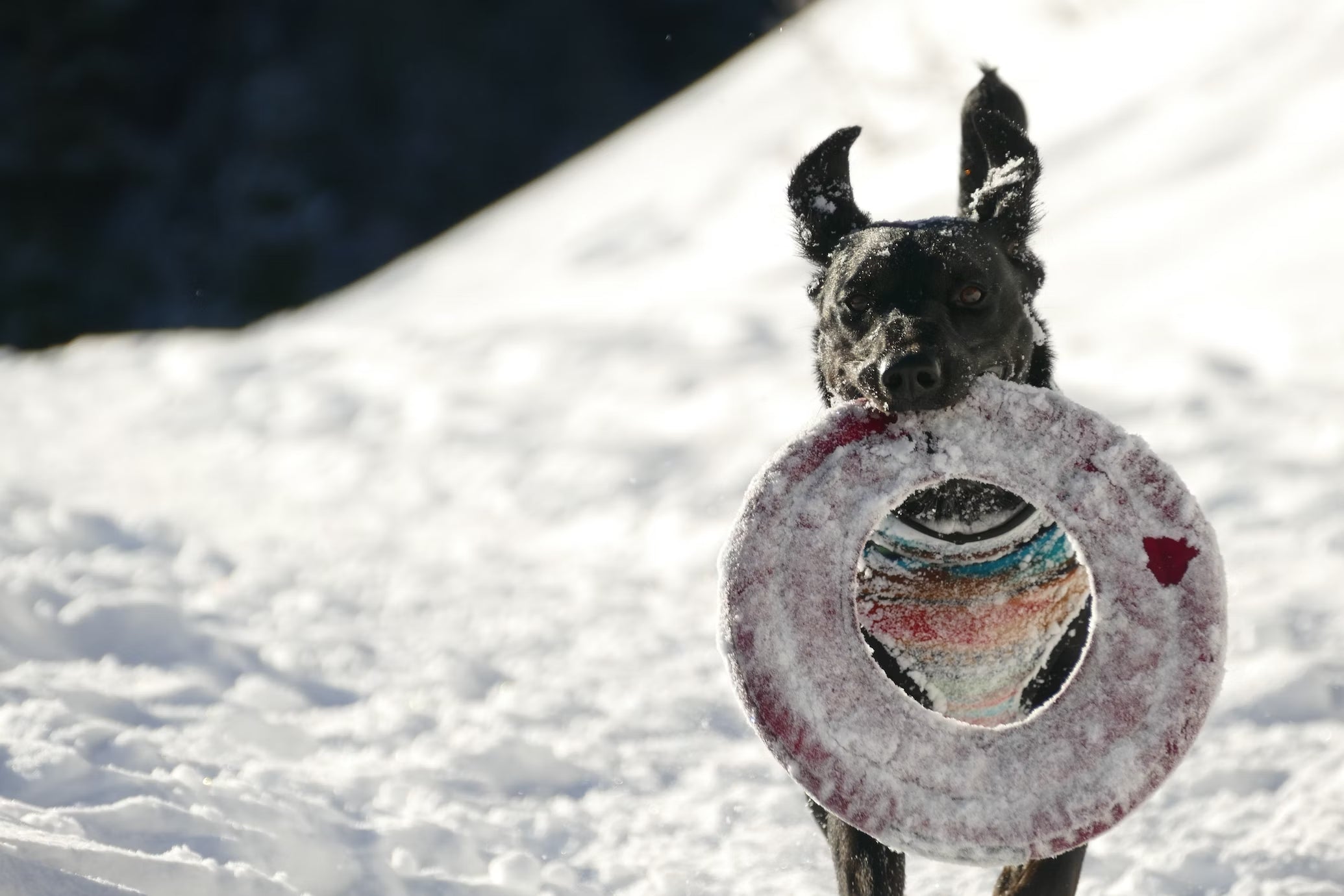 The Ultimate Hot Spot Spray Guide for Dogs: Relieve Itching, Promote ...