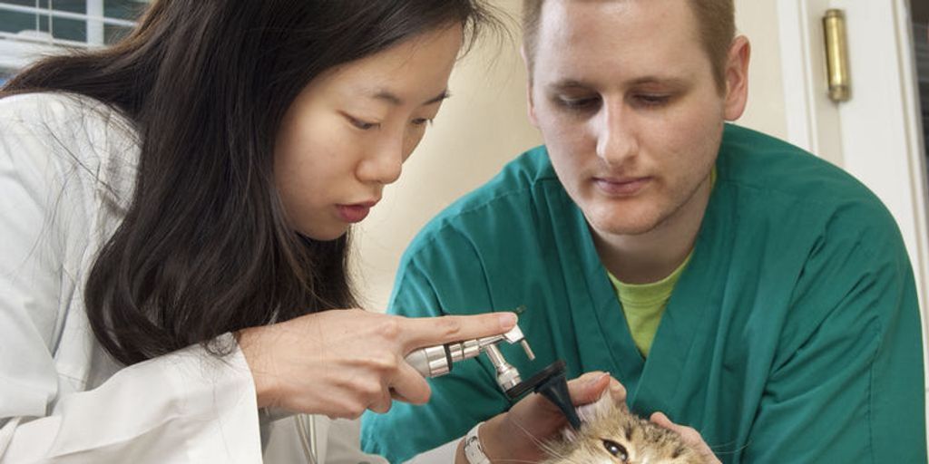 How to Conduct a Wellness Check for Your Dog – Pet Health Pros