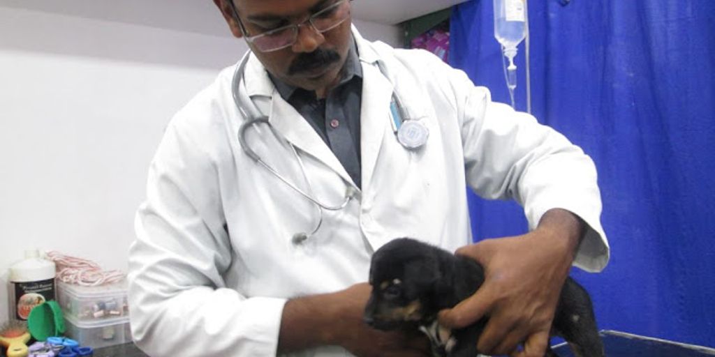 The Importance of Puppy Wellness: A Comprehensive Guide – Pet Health Pros