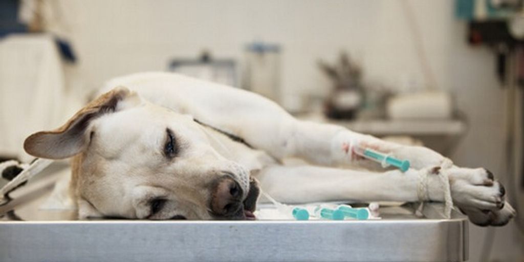 How to Schedule Puppy Vet Appointments Effectively – Pet Health Pros