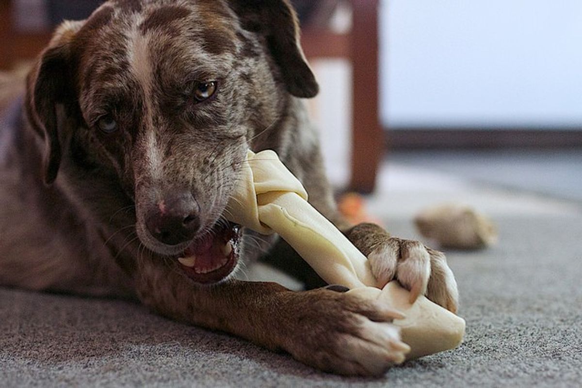 10 Reasons Your Dog is Chewing Their Paws - And What to Do About It ...