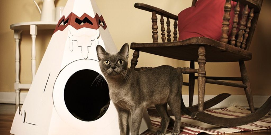 All Cats and Dogs: Understanding Their Unique Needs – Pet Health Pros