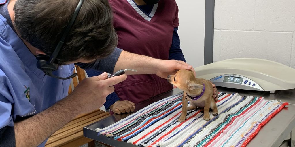 UTI Treatment for Dogs: What You Need to Know – Pet Health Pros