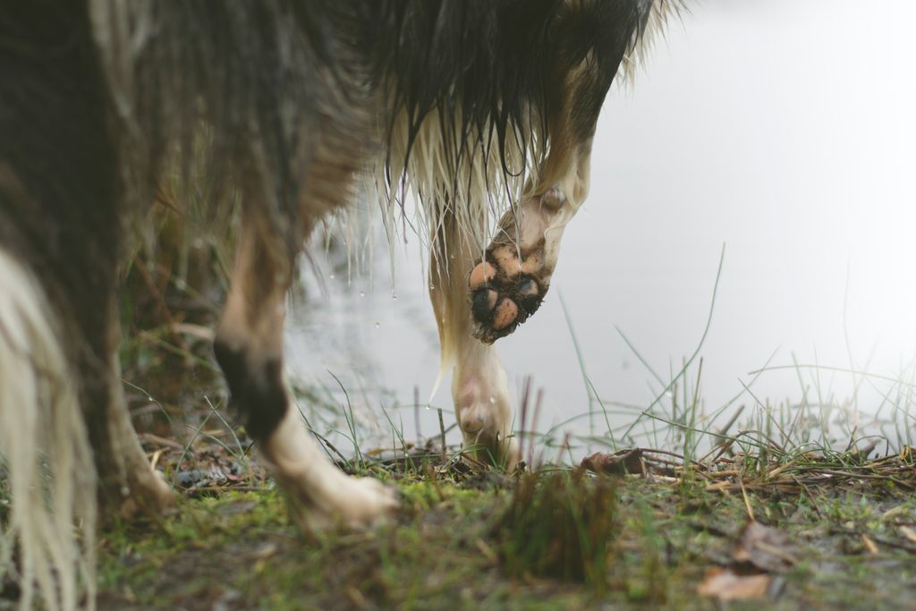 Paw Itching in Dogs: Causes and Remedies – Pet Health Pros