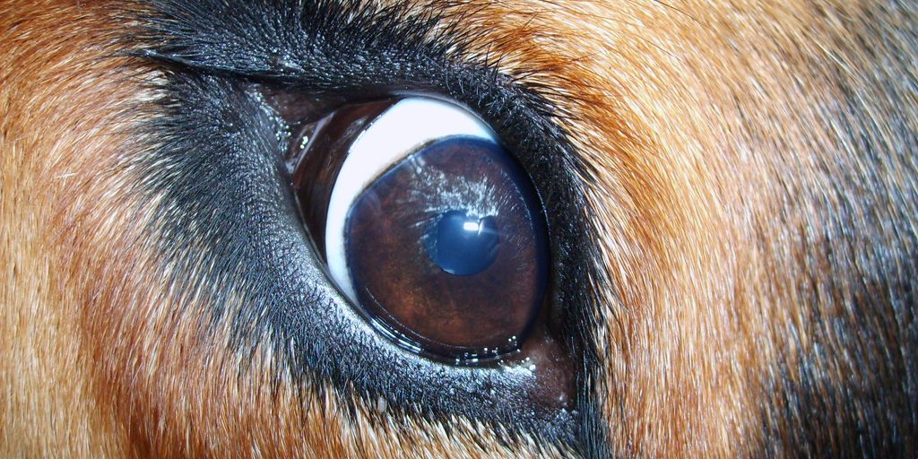 Effective Tear Stain Remover for Dogs: A Comprehensive Guide – Pet ...