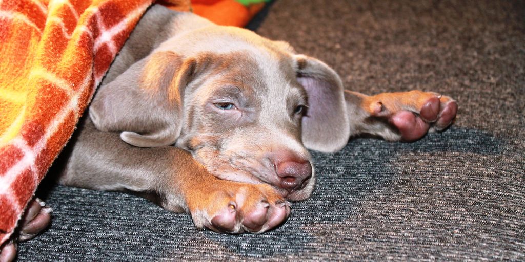 Understanding the Vets Puppy Package: What New Dog Owners Need to Know ...