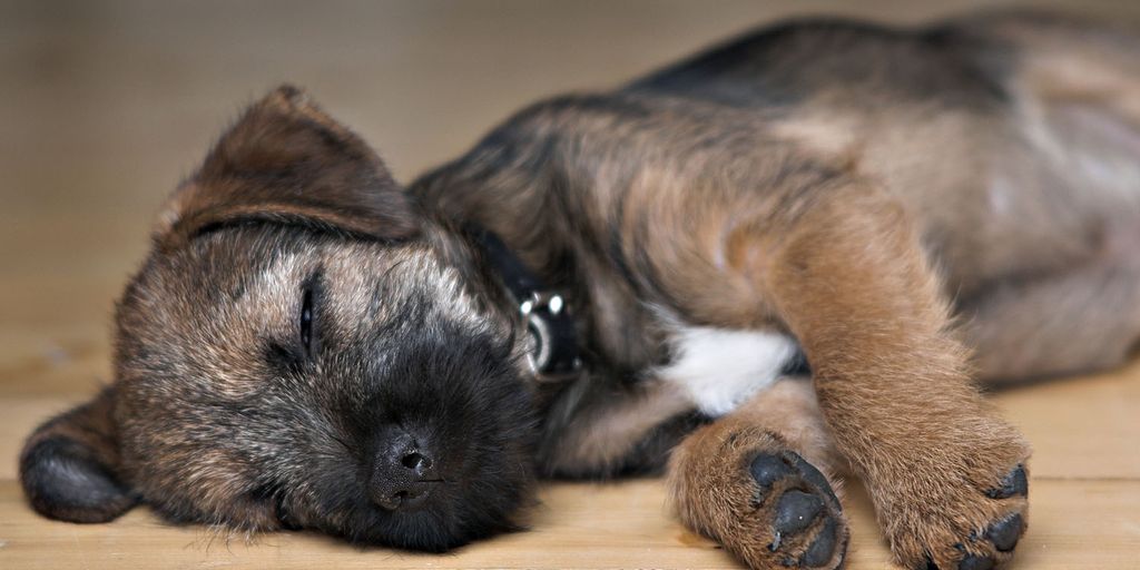 How Melatonin Dog Treats Can Help Your Pup Sleep Better – Pet Health Pros