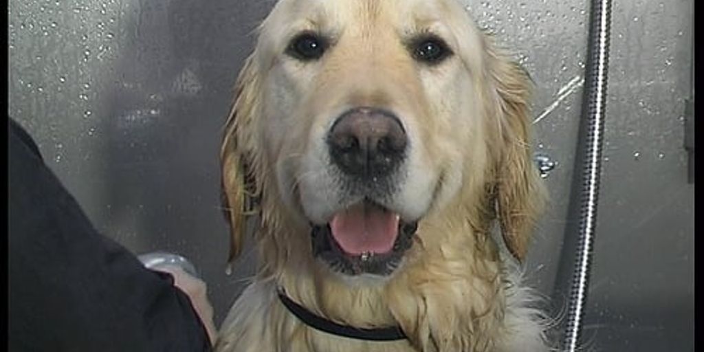 The Ultimate Guide to Medical Grooming for Dogs – Pet Health Pros