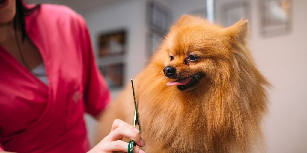 Top 5 Dog Colognes to Keep Your Pet Smelling Fresh – Pet Health Pros